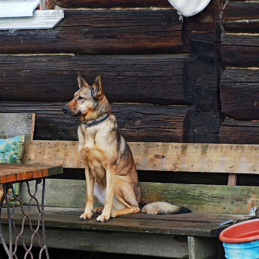 Собака в добрые руки Керри ищет дом/передержку