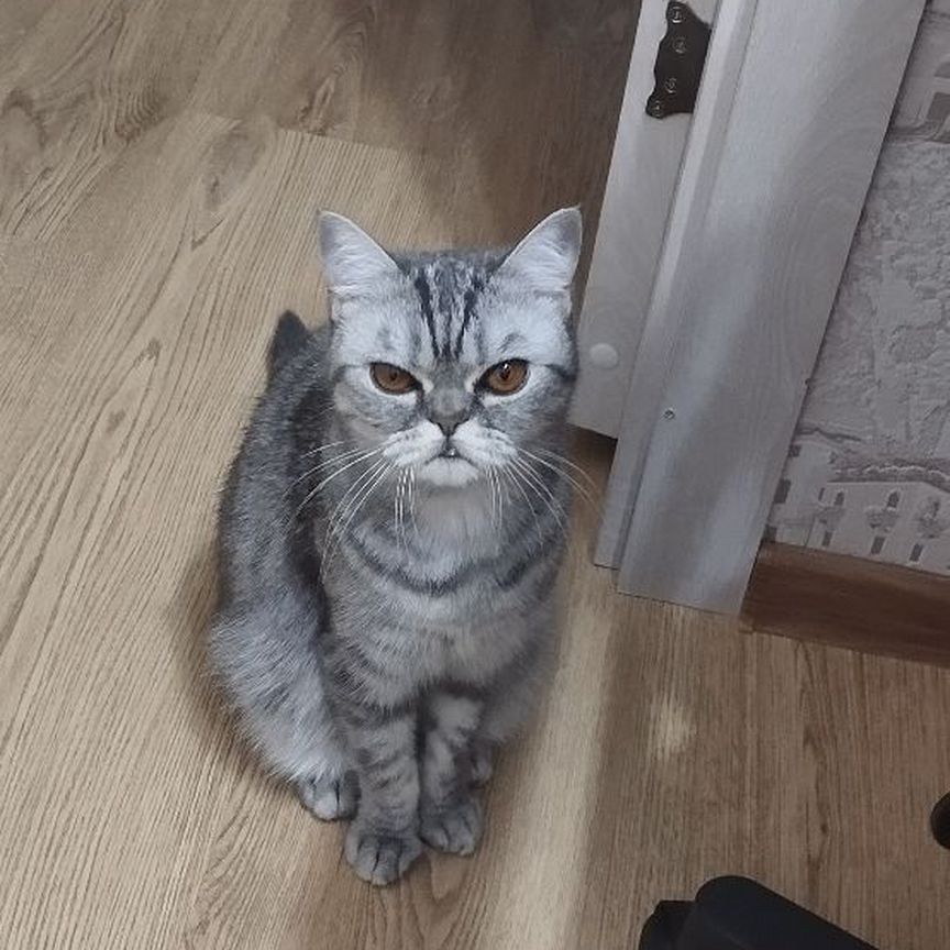 Шотландская прямоухая короткошёрстная, взрослая кошка