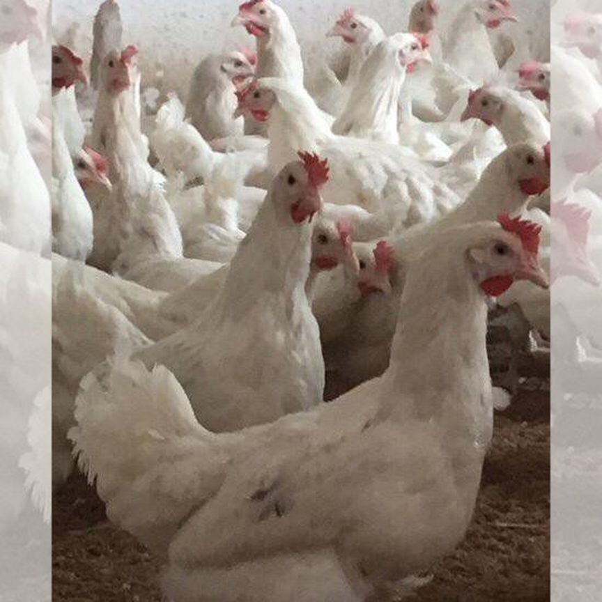 Куры несушки