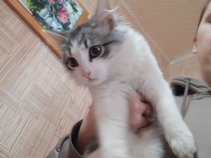 Котики в добрые руки