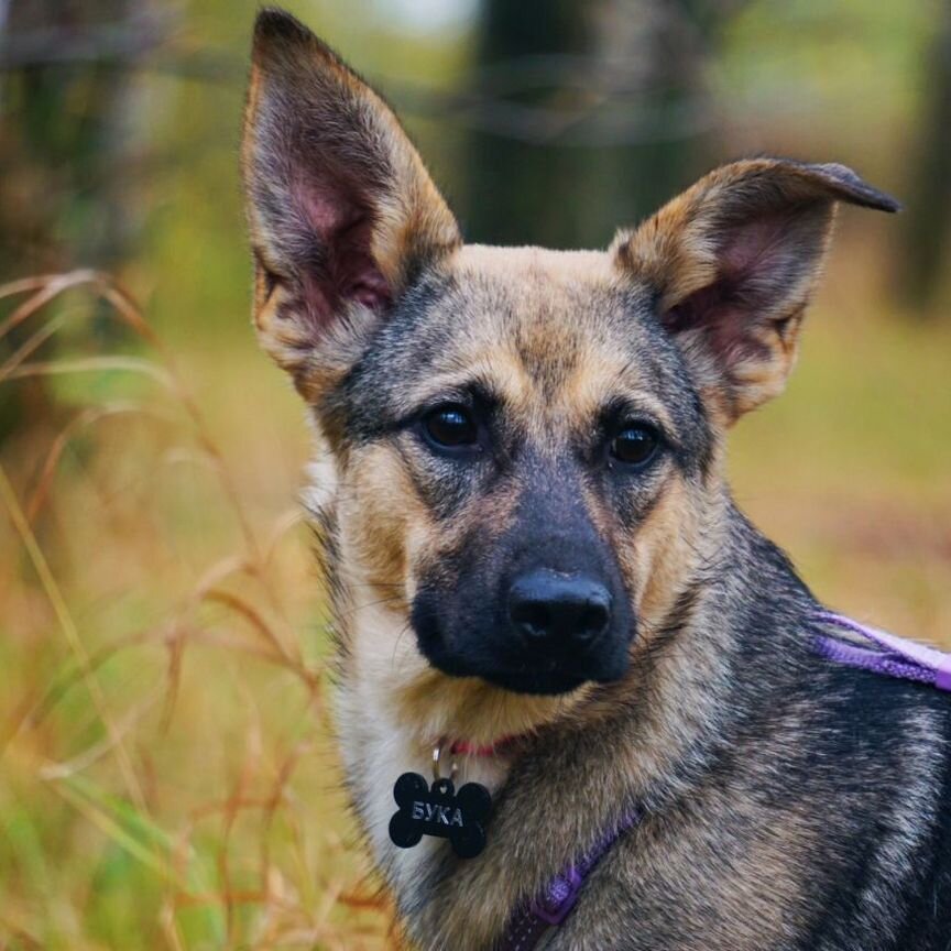 Собака метис в дар в добрые руки