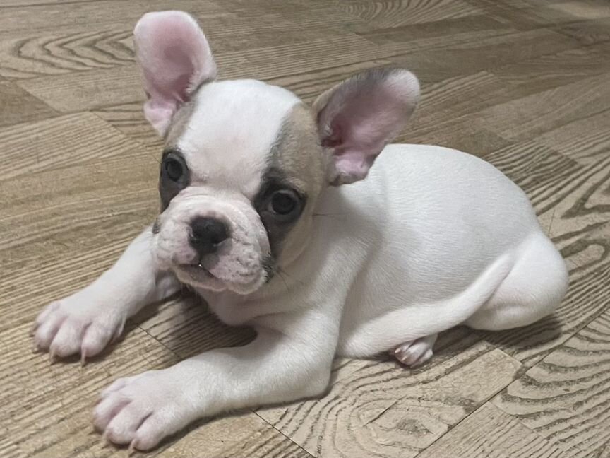 Щенок французского бульдога
