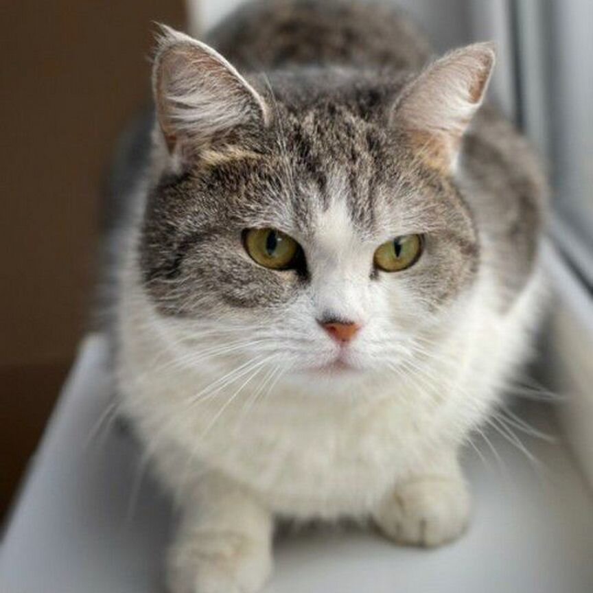 Добрая кошка