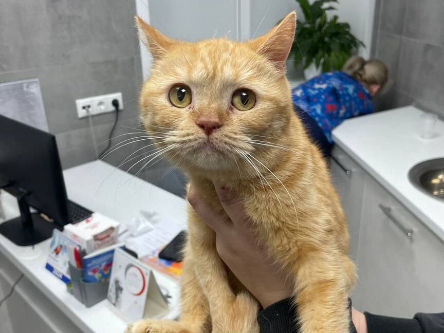 Котики из приюта