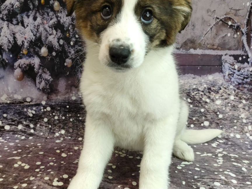 Собака в добрые руки отдам бесплатно