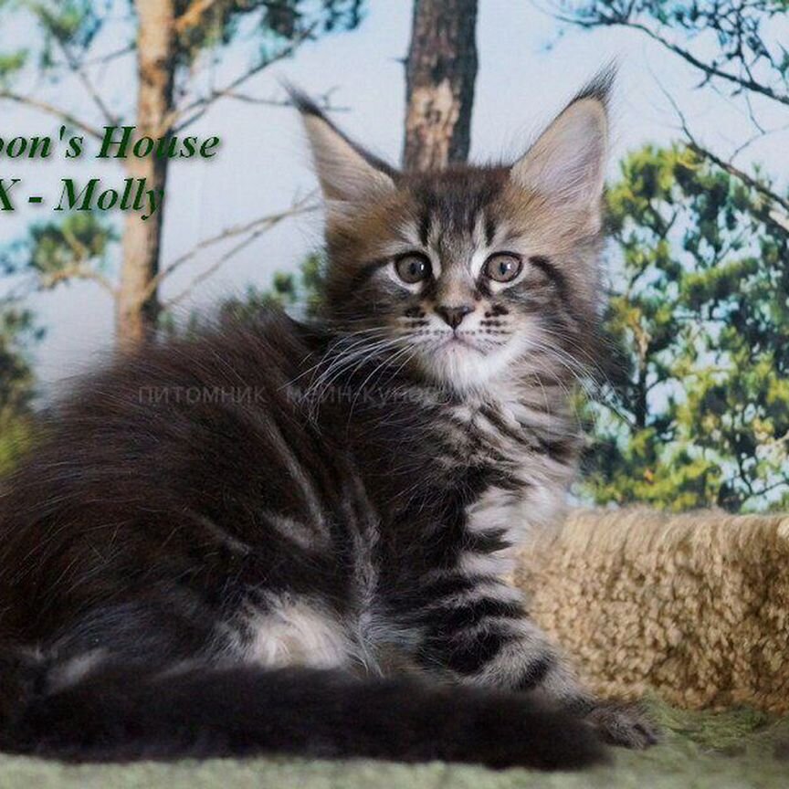 Котята мейн-кун. Кошечка черный мрамор