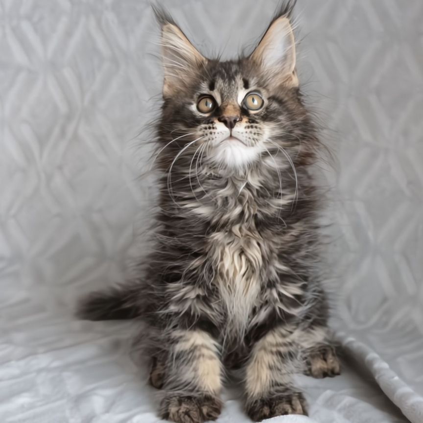 Мейн-кун котёнок