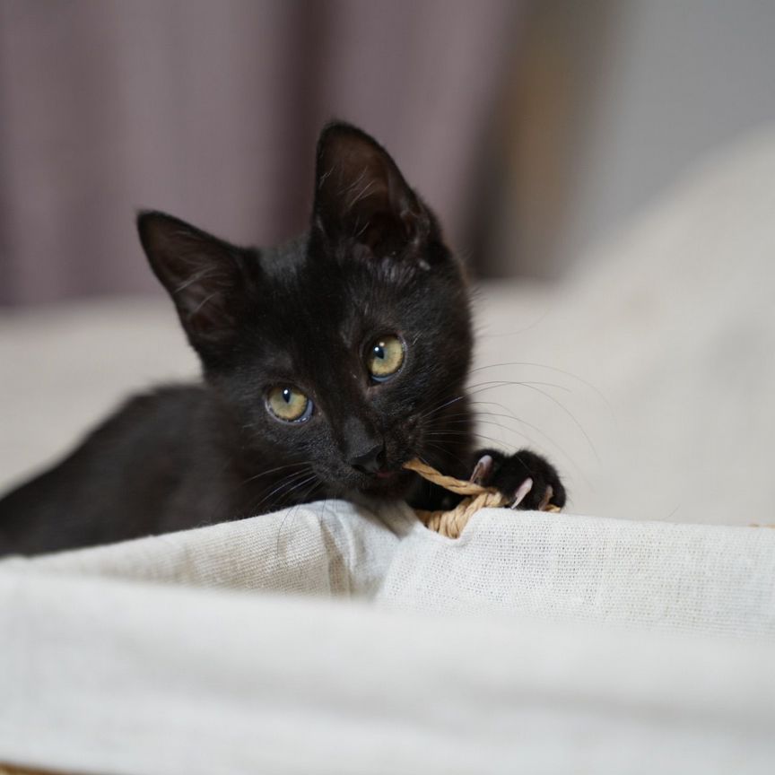 Котёнок в добрые руки