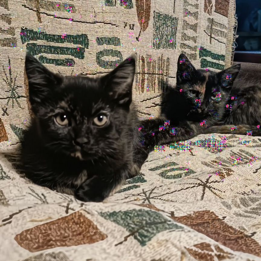 Котёнок в добрые руки