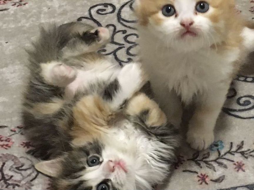 Отдам Новым любящим хозяевам