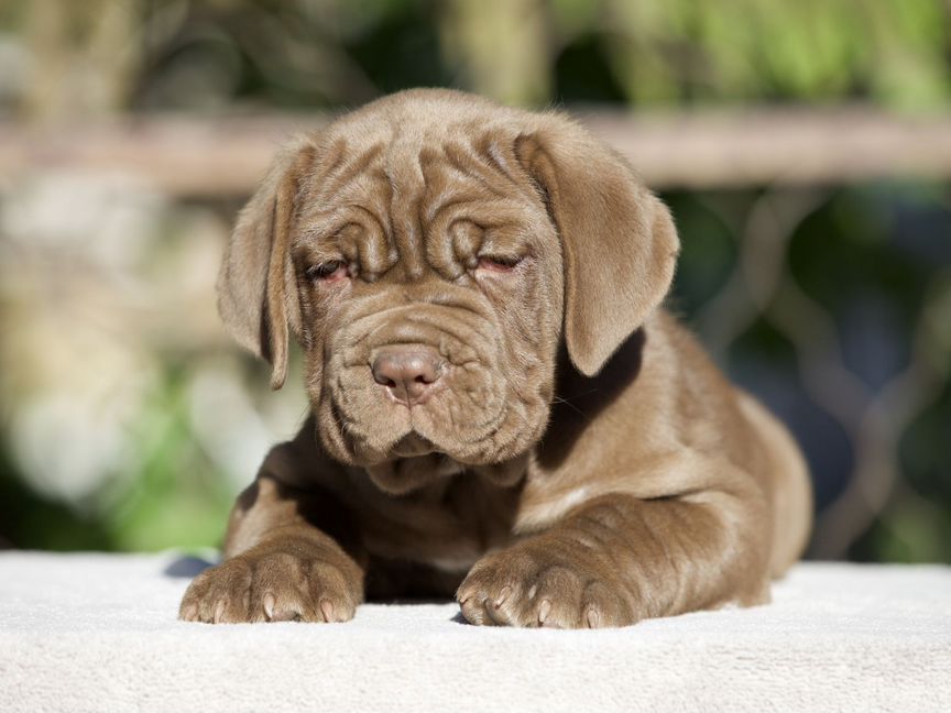 Мастино кобель