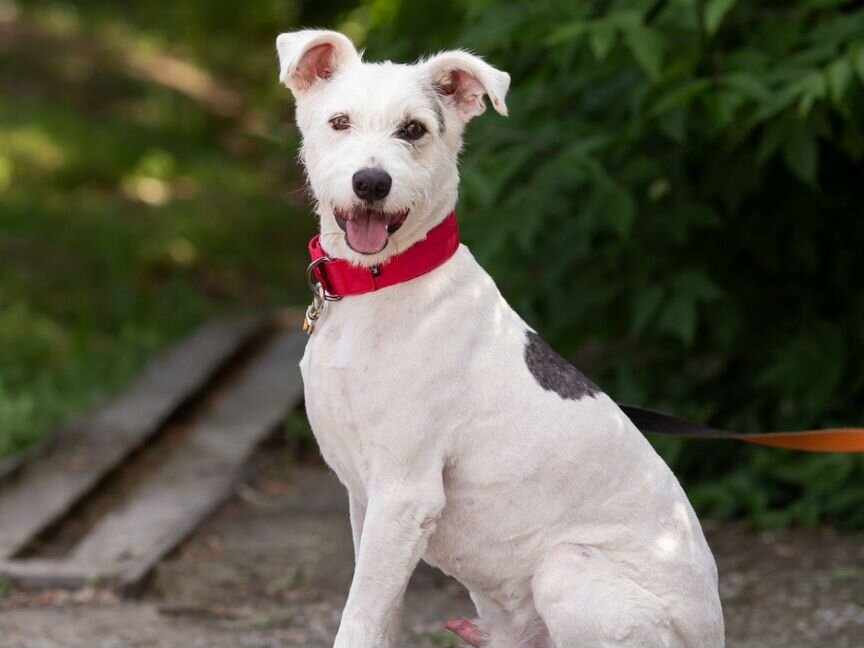 Собаки из приюта ищут семью