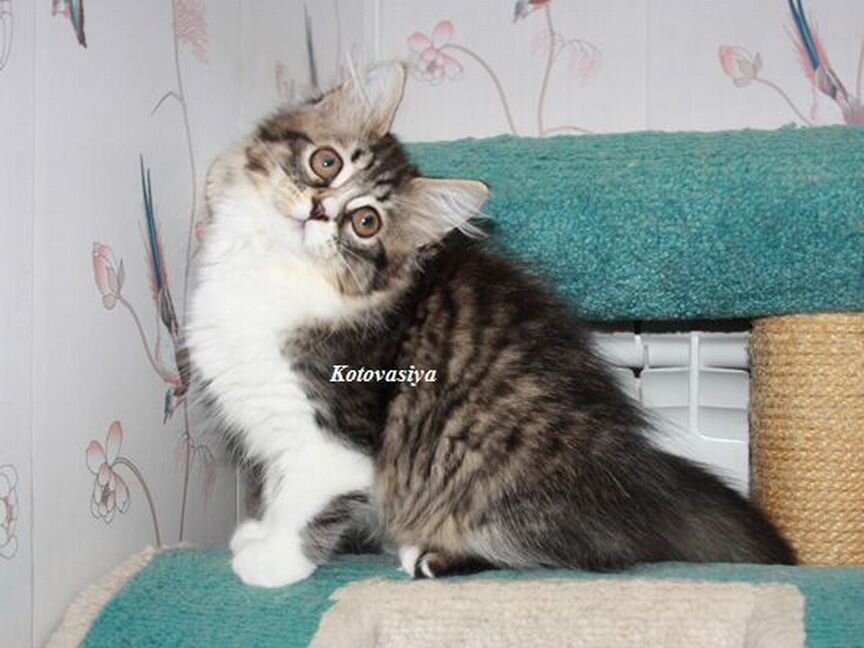 Сибирская кошечка