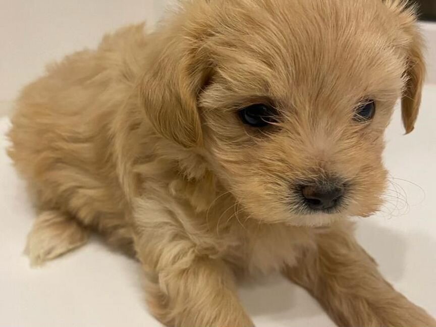 Мальтипу F1 мини курносик