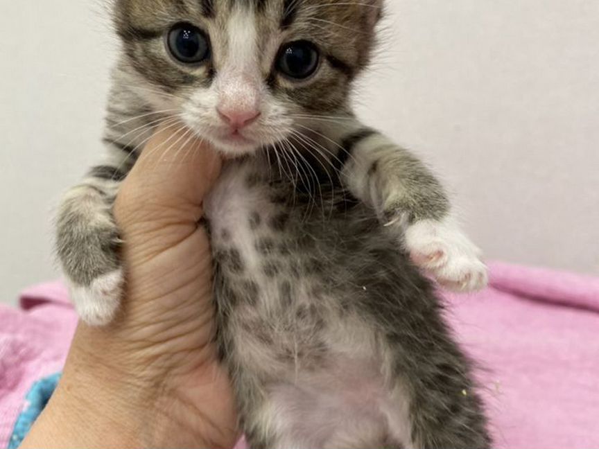 Бронируем малышей