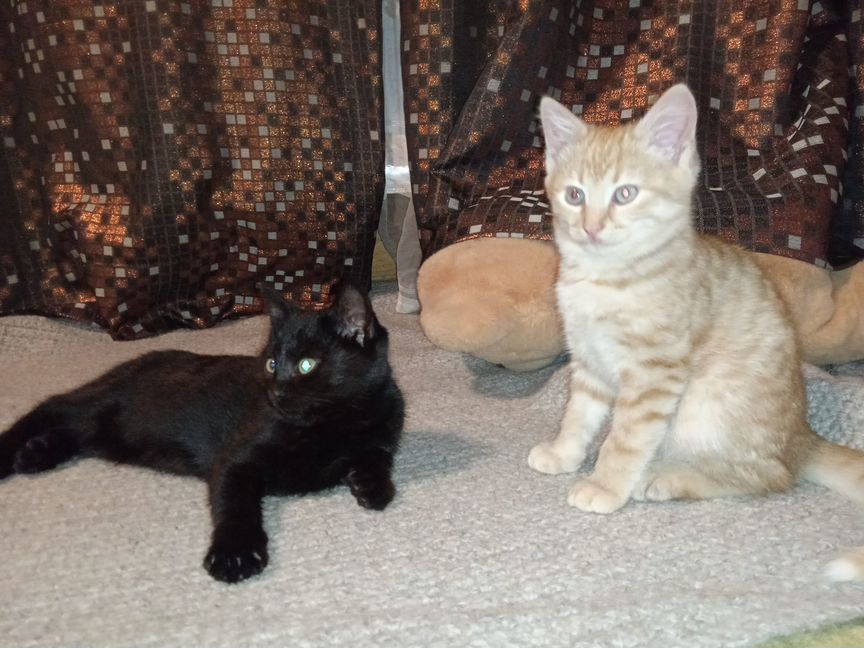 Котята в добрые руки