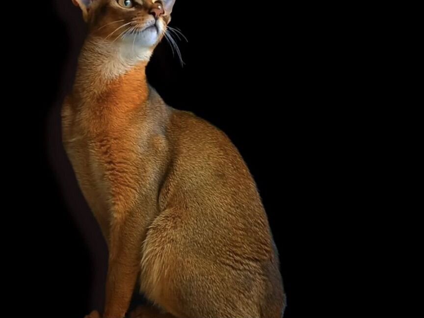 Абиссинская кошечка Чемпионка