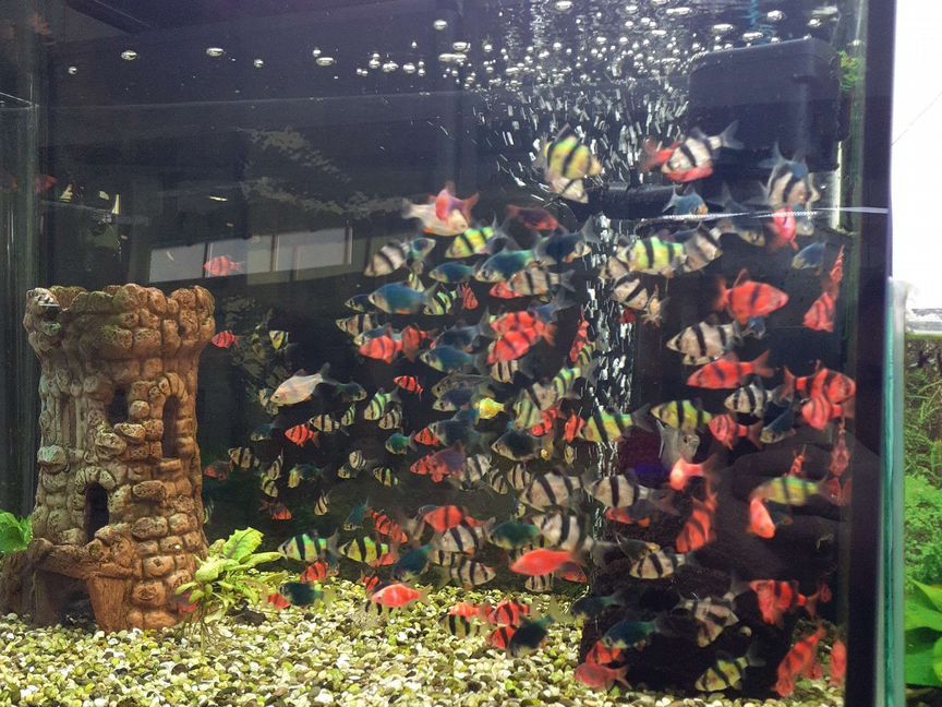 Новый завоз рыб