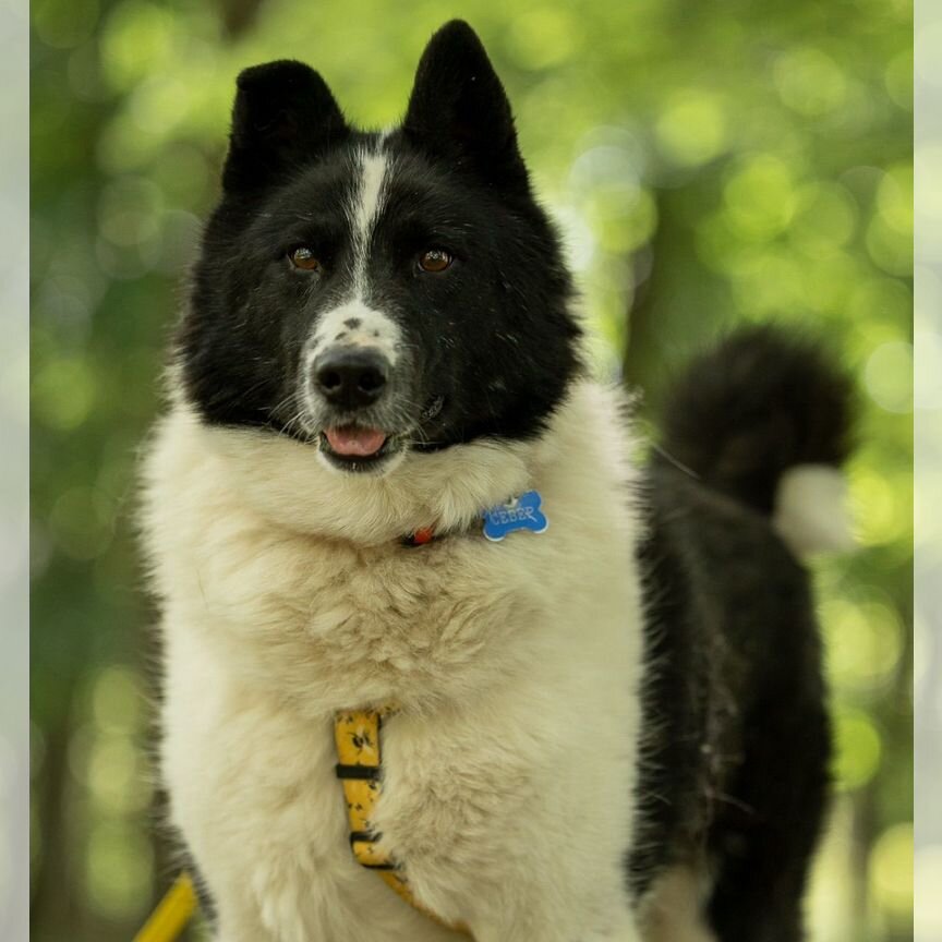 Русско-европейская лайка, взрослая собака