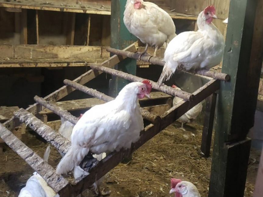Куры несушки продам