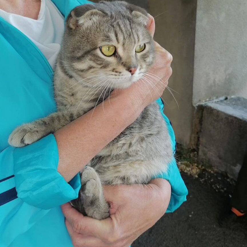 Котята в добрые руки бесплатно