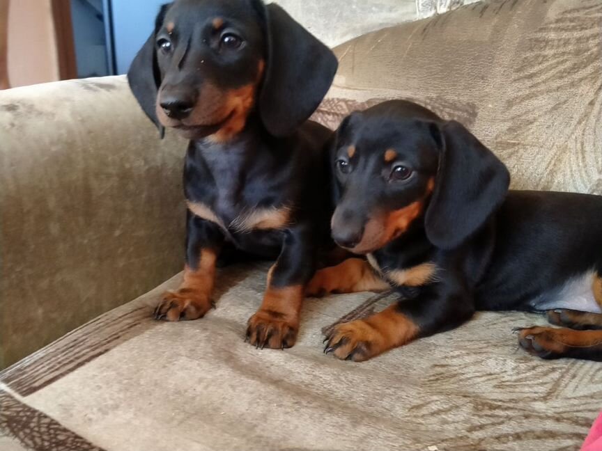 Кроличья такса