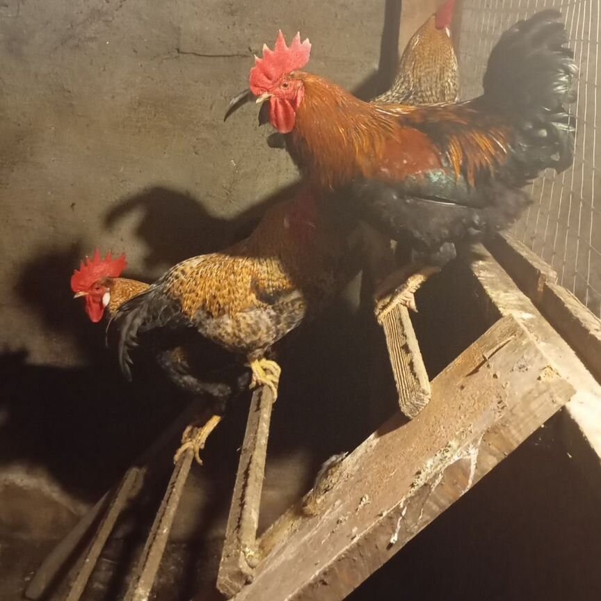 Петух молодой домашний