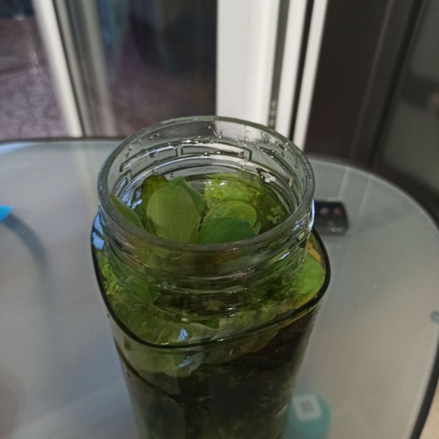 Прополка аквариума, роголистник, пистия