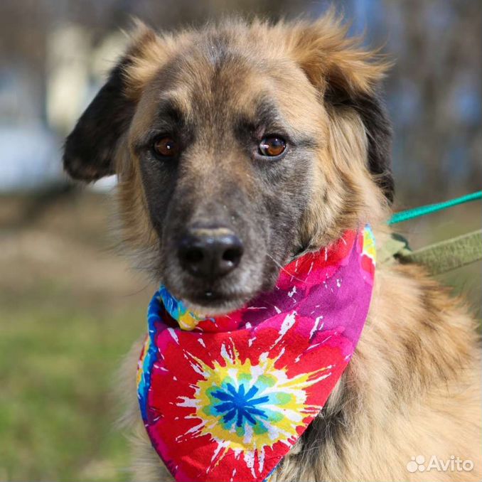 Тайсон, собака из приюта Некрасовка