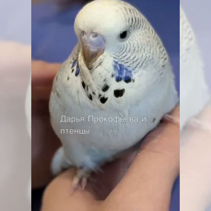 Попугай Птенцы выставочные липучки