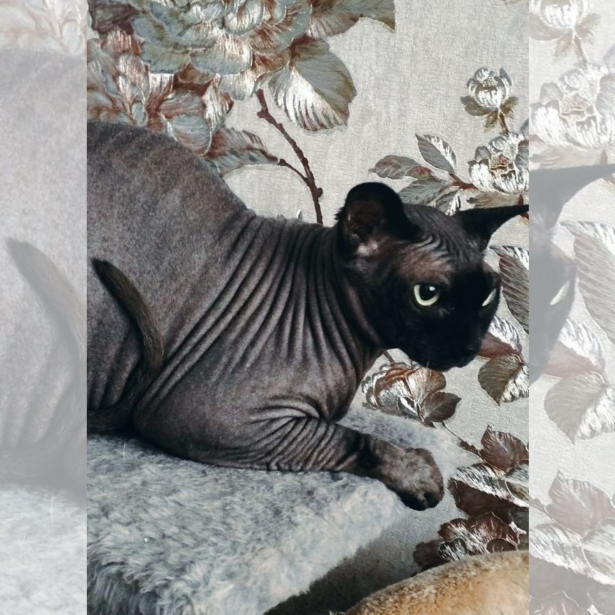 Отдам в добрые руки канадского вилюрового сфинкса