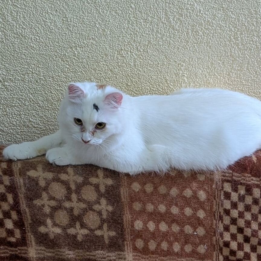 Взрослая, кошка в добрые руки