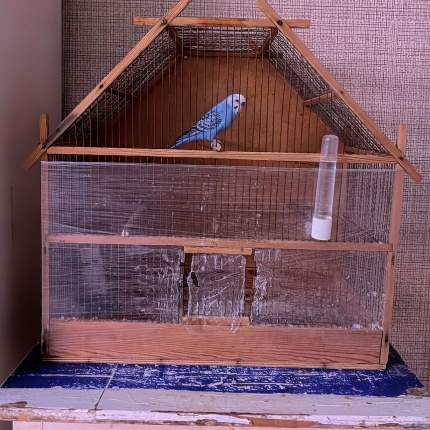 Волнистый попугай с клеткой