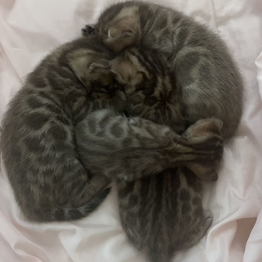 Бенгальские котята