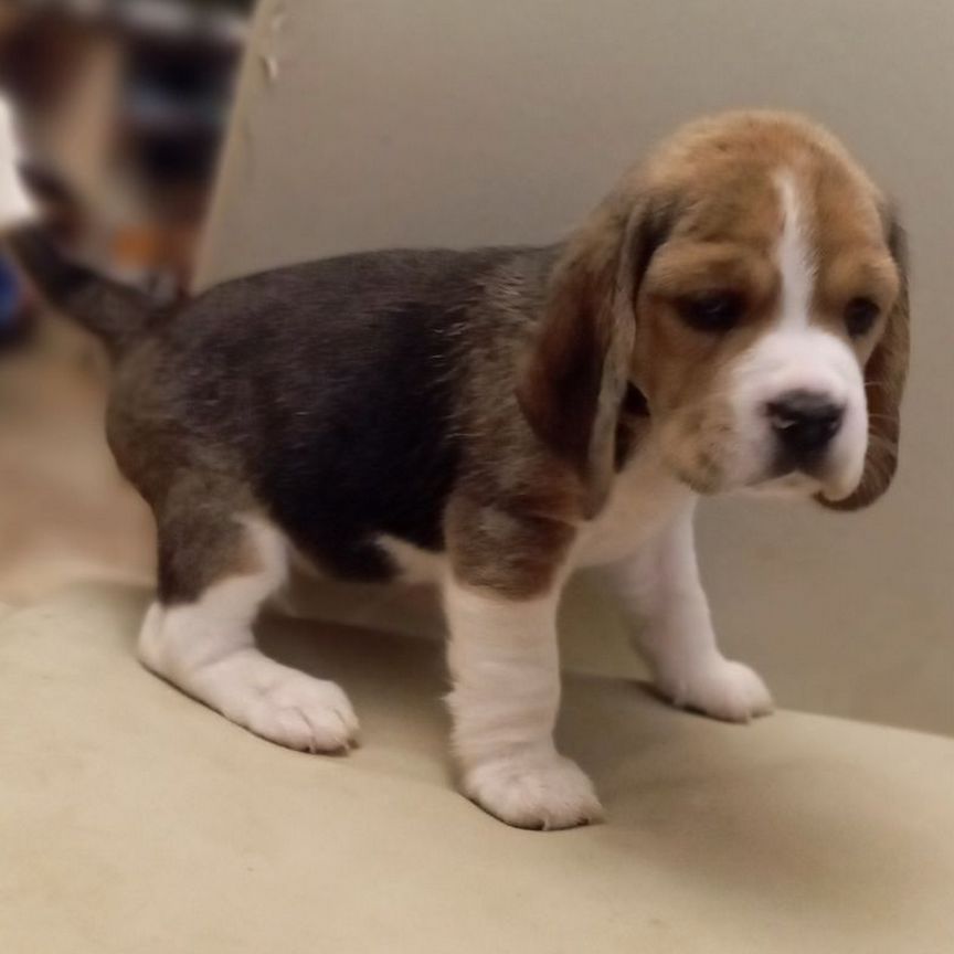 Щенки бигль