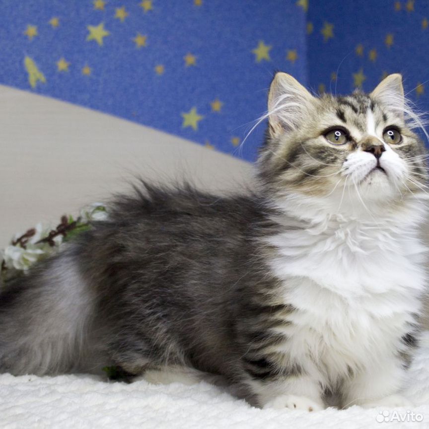 Котята манчкин