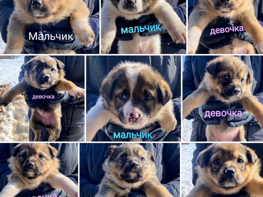 Малыши Бутузики на Охрану Бесплатно