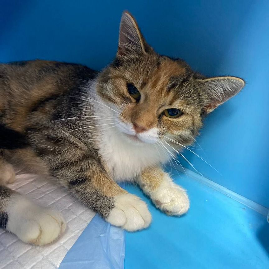 Кошечка Светик не хочет на улицу. Нужен дом