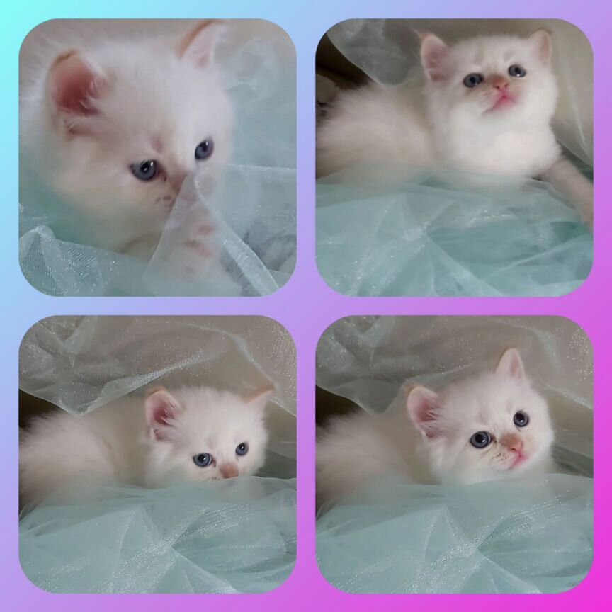 Малыш милорд