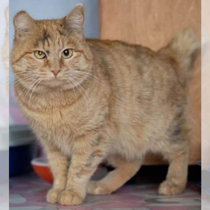 Взрослая, кошка в добрые руки