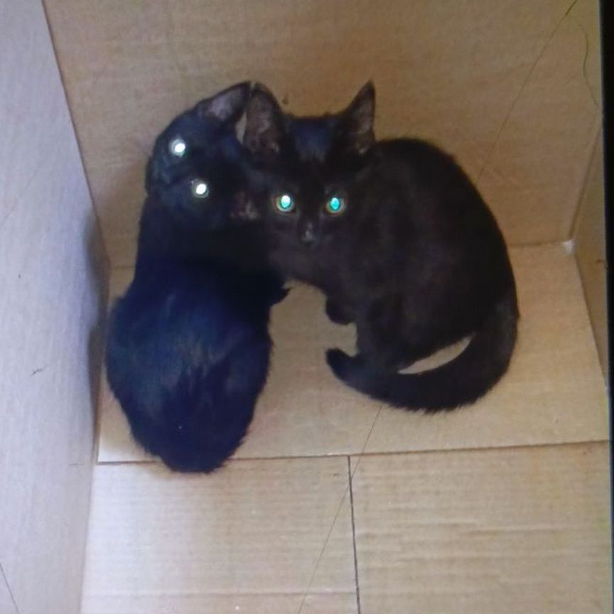 Котята в добрые руки бесплатно