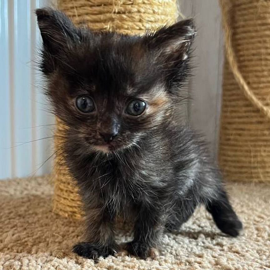 Мейн-кун котёнок