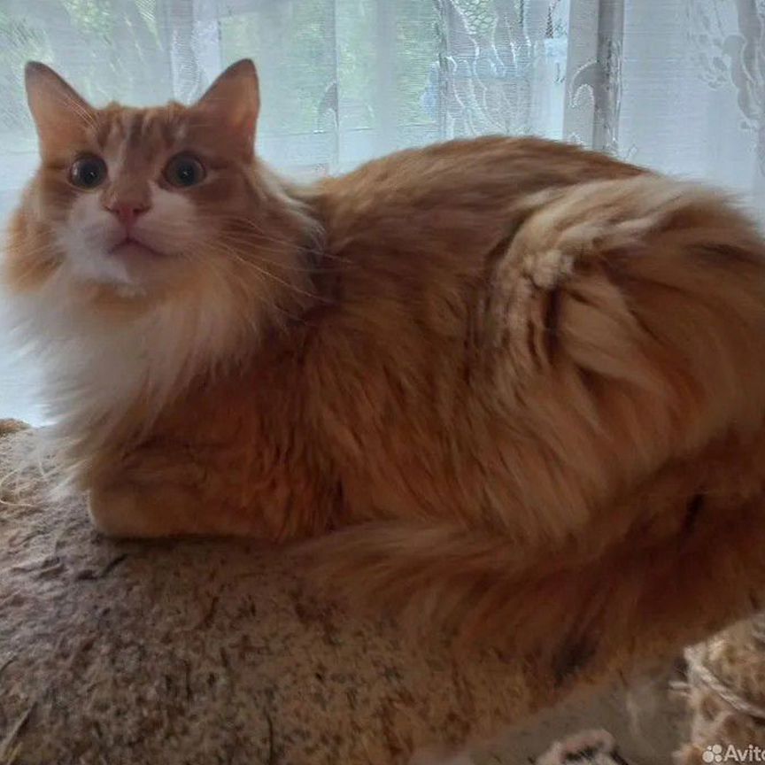 Кастрированный котик