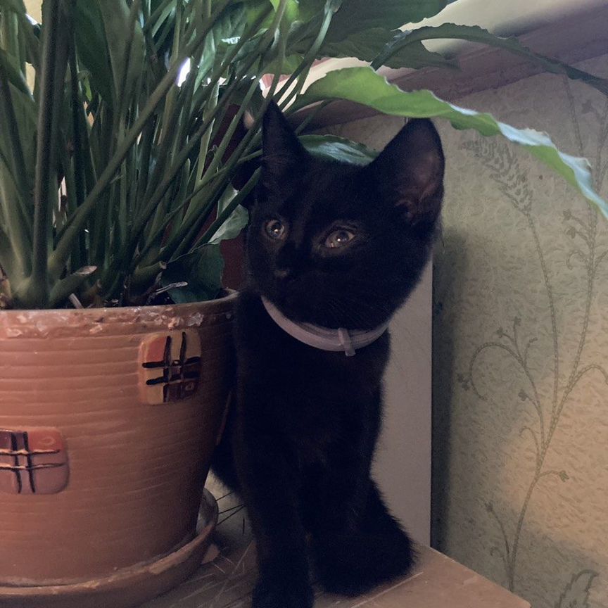Котенок брюнет ищет новый дом