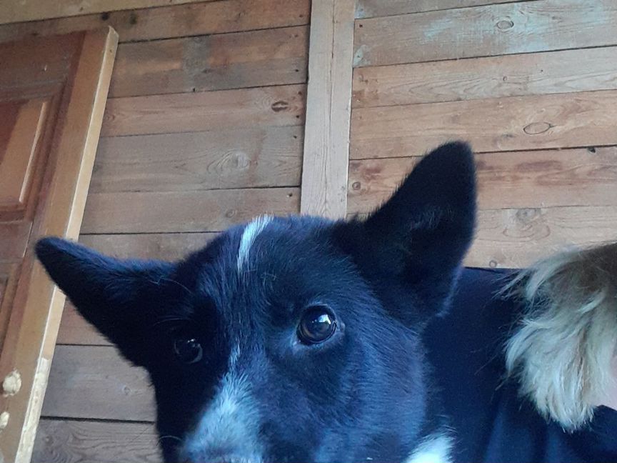 Щенок помесь лайки