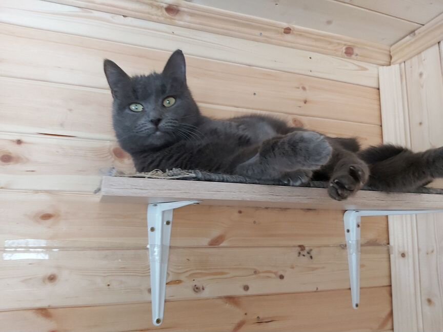 Кошечка в дар ответственным людям