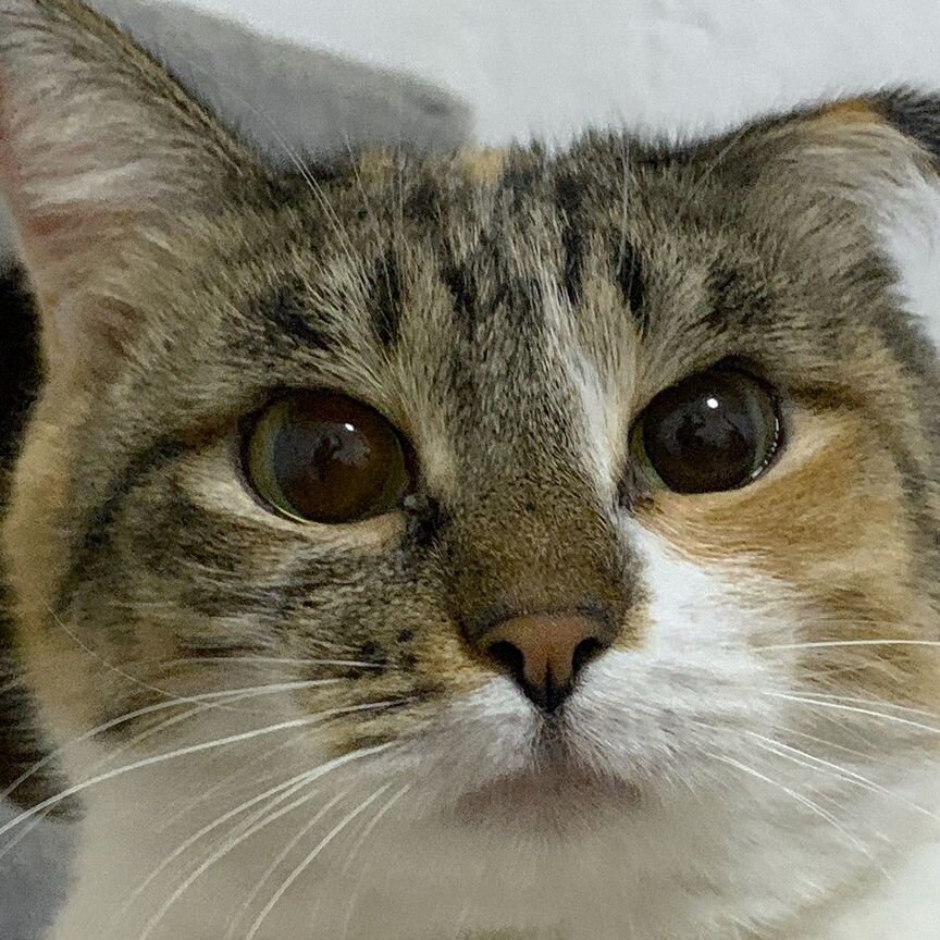 Плюшечка, душечка и милашка. Три в одном