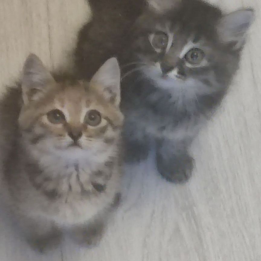 Котята в добрые руки бесплатно