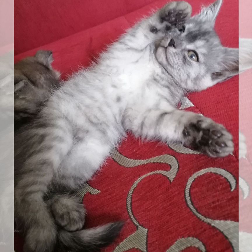 Котята от соседа шотландского вислоуха