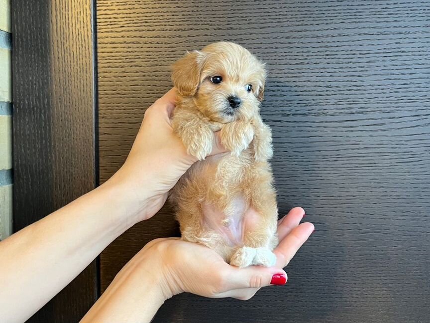 Мальтипу f1 mini мальчик